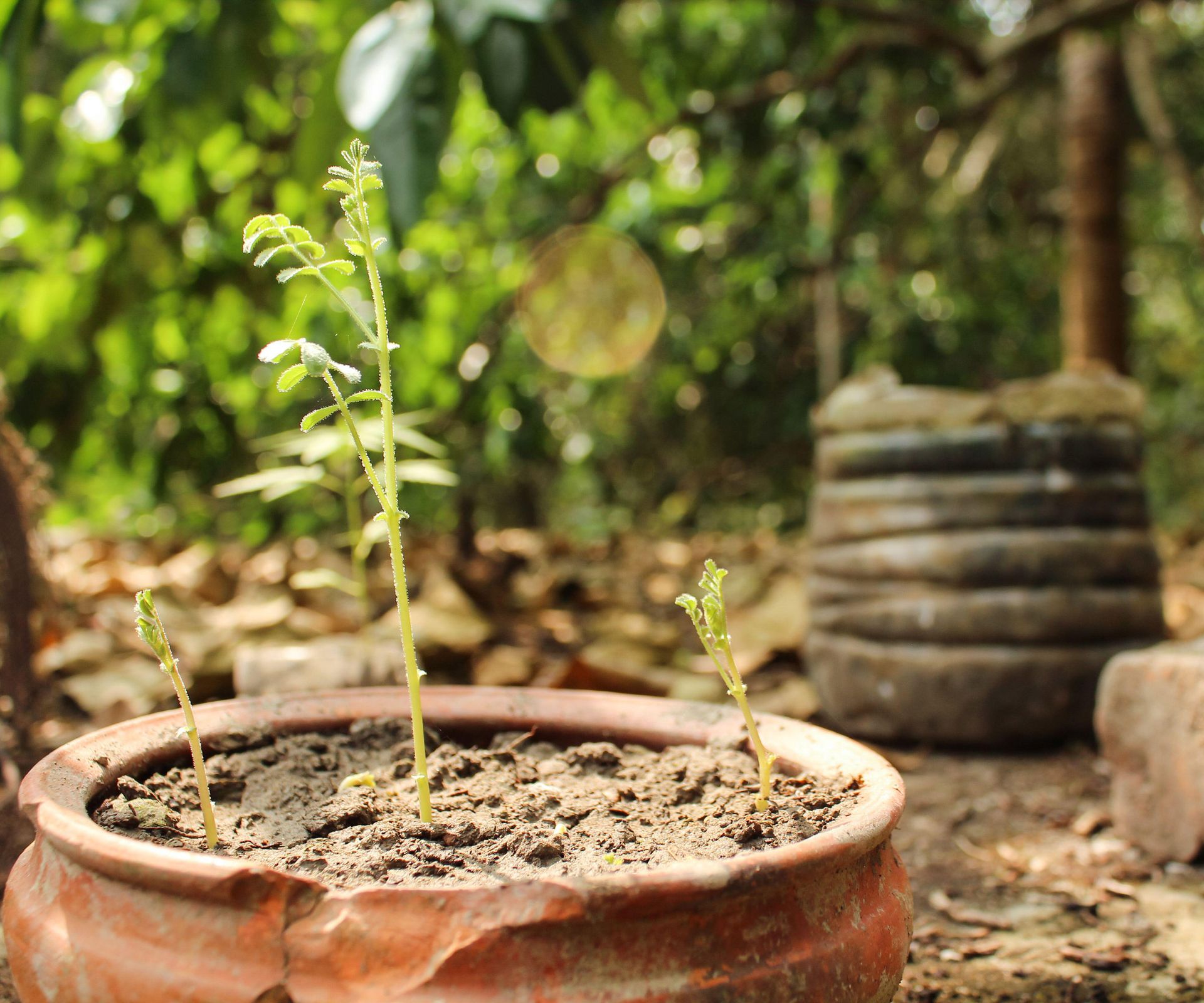 How to grow chickpeas: expert tips to grow garbanzo beans | Homes and ...