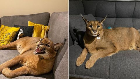 Giant domesticated wild cat Pumba enjoys watching TV and is a real ...