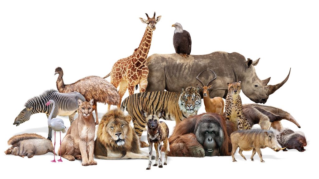 How many animals have ever existed on Earth? | Live Science