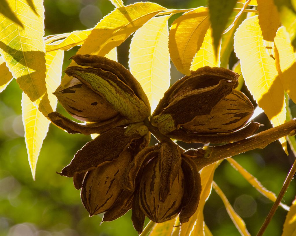 Pecan tree care and growing guide: expert tips for success | Gardeningetc