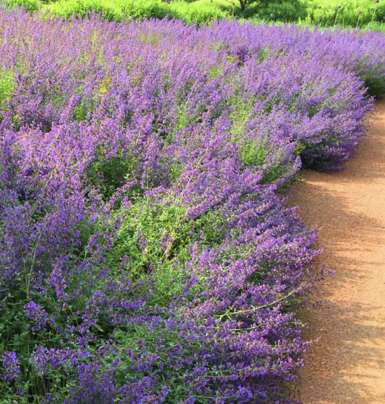 6 Lavender Alternatives That Are as Beautiful and Aromatic | Livingetc