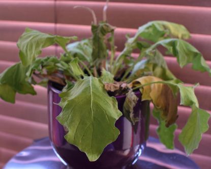 Overwatering indoor plants: 7 signs to look out for | Gardeningetc