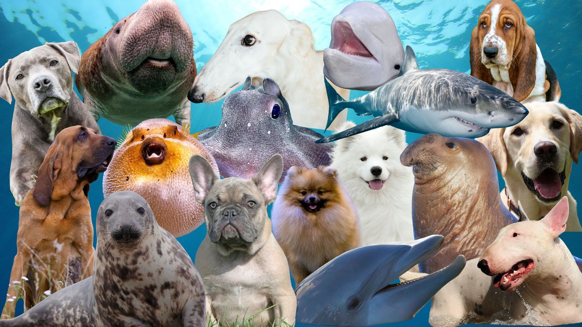 The marine animals that look suspiciously like dogs | Country Life