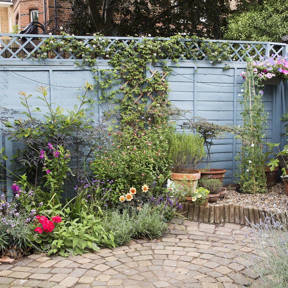 Fill your garden with free plants without a trip to the garden centre ...