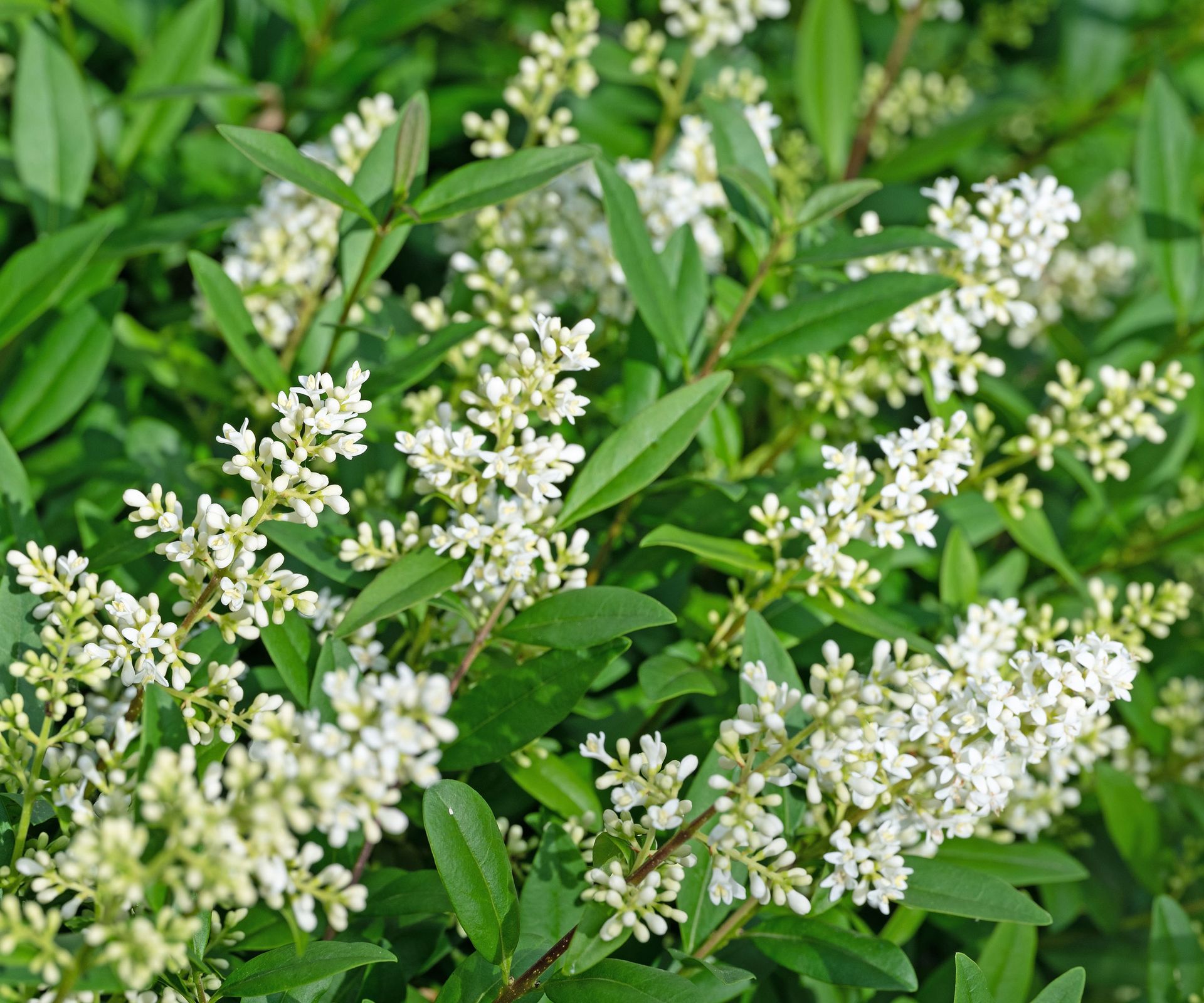 5 Invasive Shrubs To Avoid – Plus, What To Plant Instead | Gardening ...