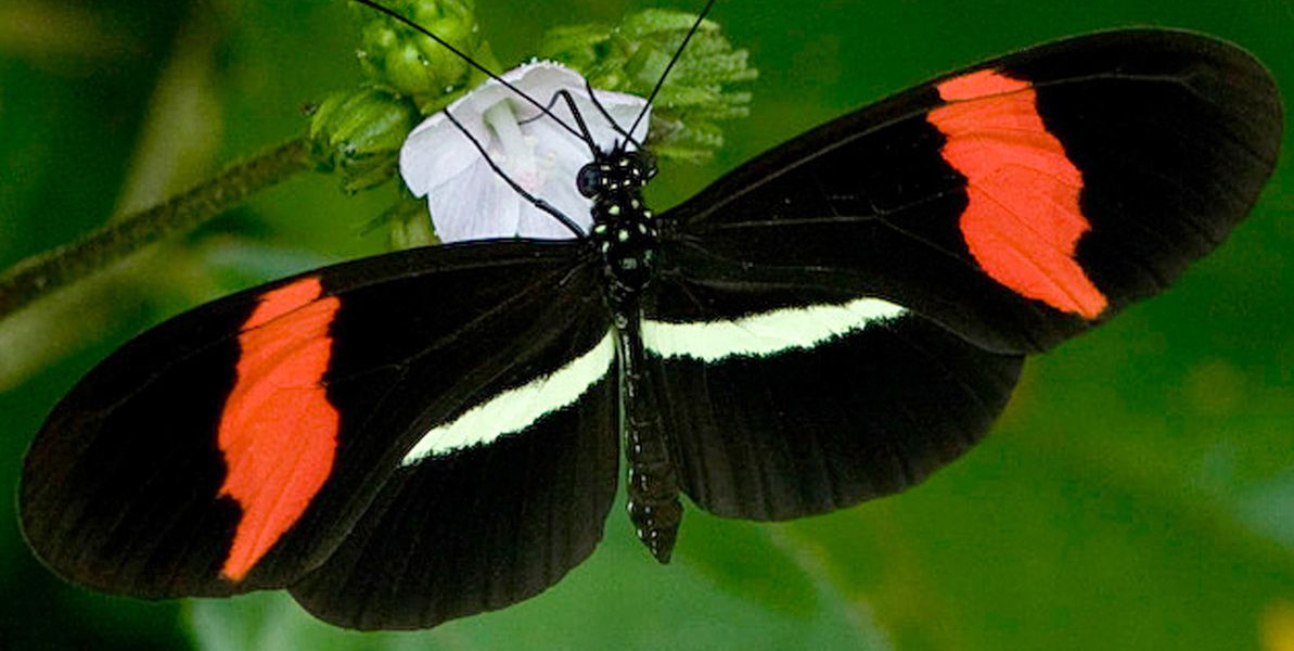 Butterfly Gallery: Beautiful Wings Take Flight | Live Science
