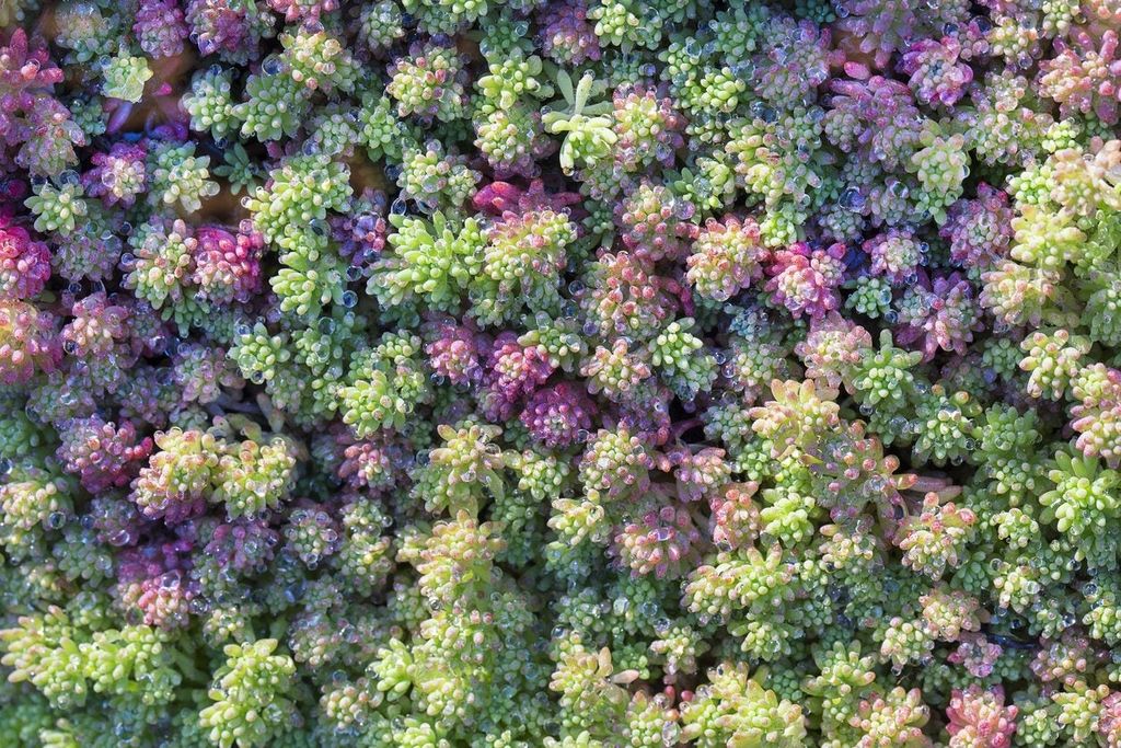 Growing Sedum Groundcover Plants - Groundcover Sedum Varieties And ...