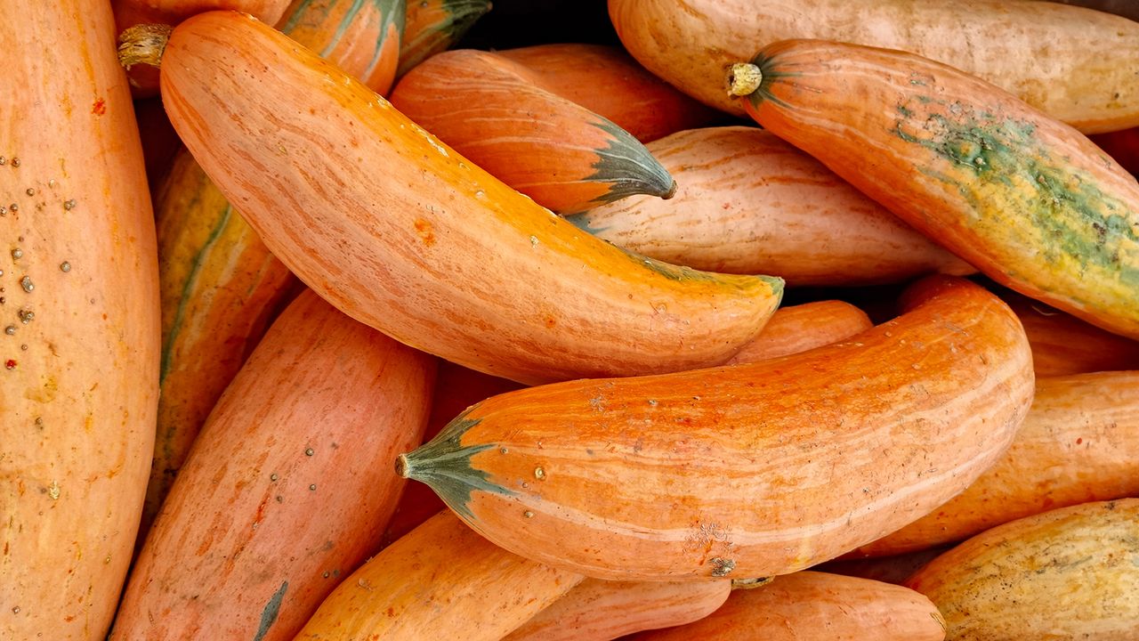 Heirloom Squash Plants - History Of Gete Okosomin Squash | Gardening ...