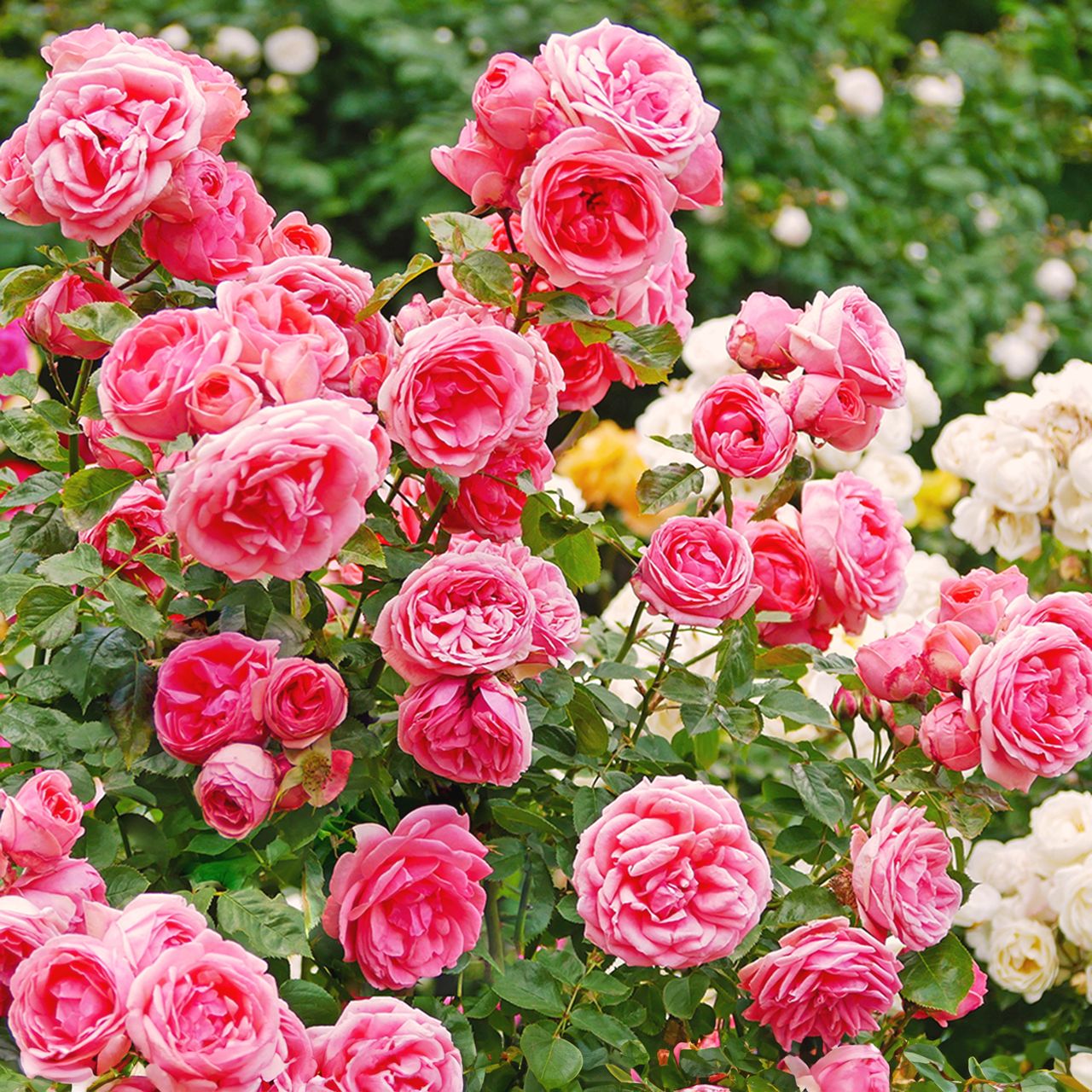 Rose Color Guide: What Do Different Rose Colors Mean | Gardening Know How
