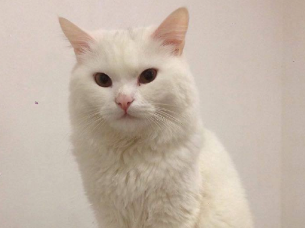 Iraqi Refugee Family Are Reunited With Their Beloved Cat In This ...