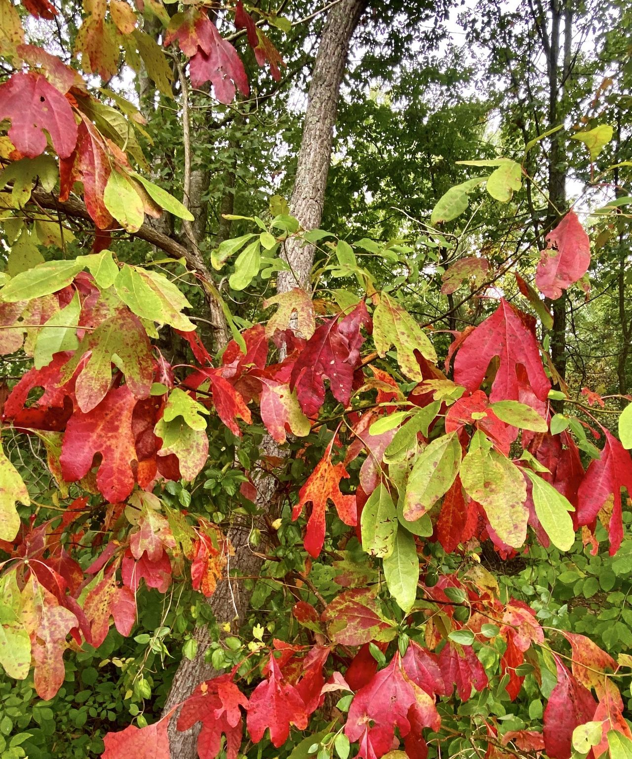 How to grow sassafras: expert native tree advice | Homes and Gardens