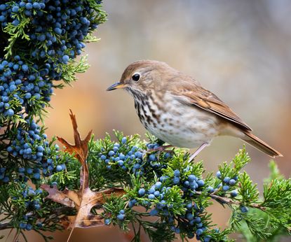 7 Common Types Of Songbirds To Invite Into Your Garden | Gardening Know How