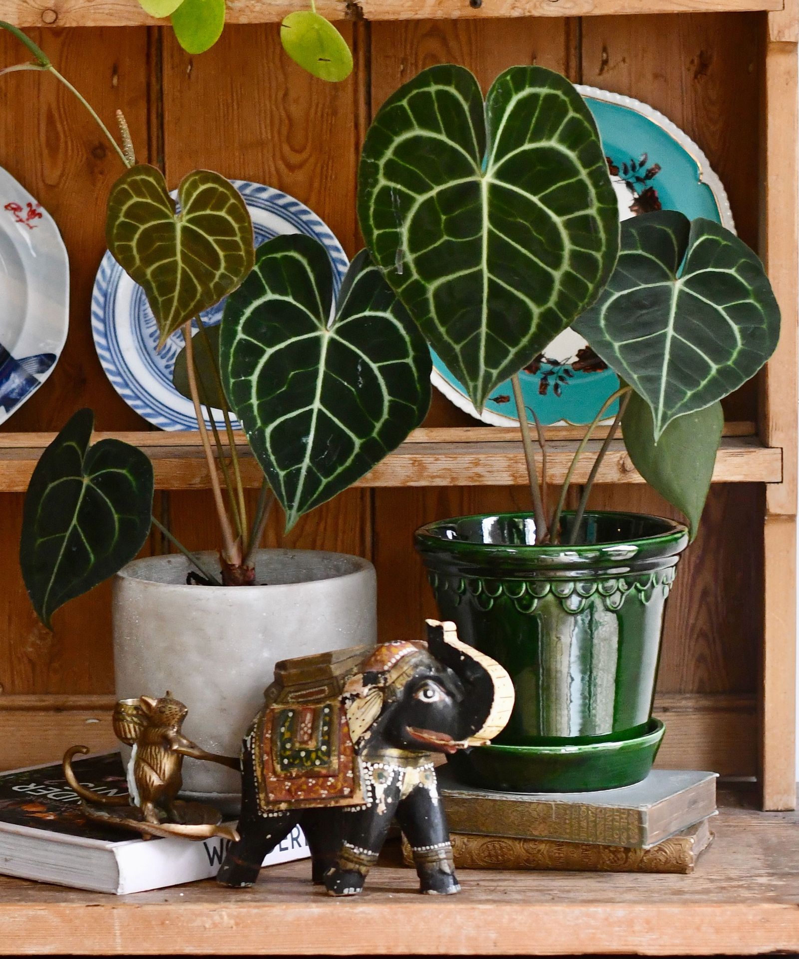 Feng shui plants: 12 of the best plants for positive energy | Homes and ...