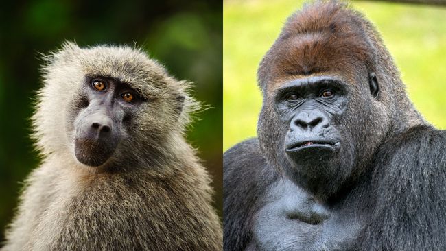 Borneo has a hybrid 'mystery monkey,' and researchers are concerned ...