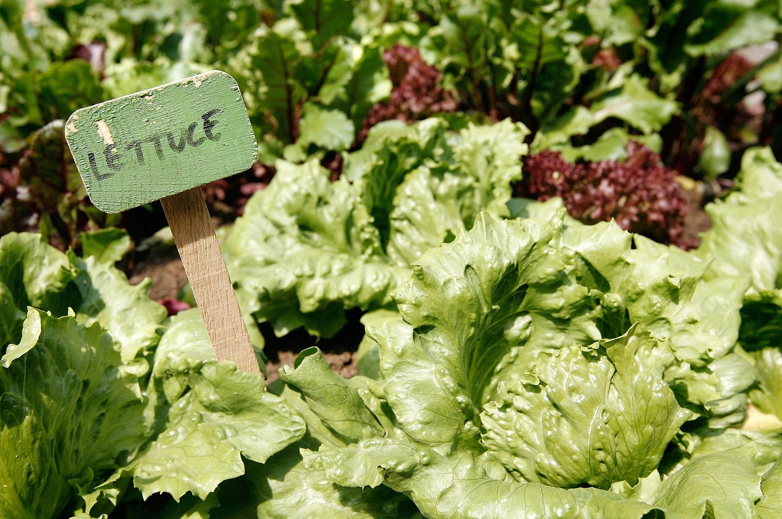 Follow Monty Don's tips on growing lettuce and enjoy fresh salad all ...