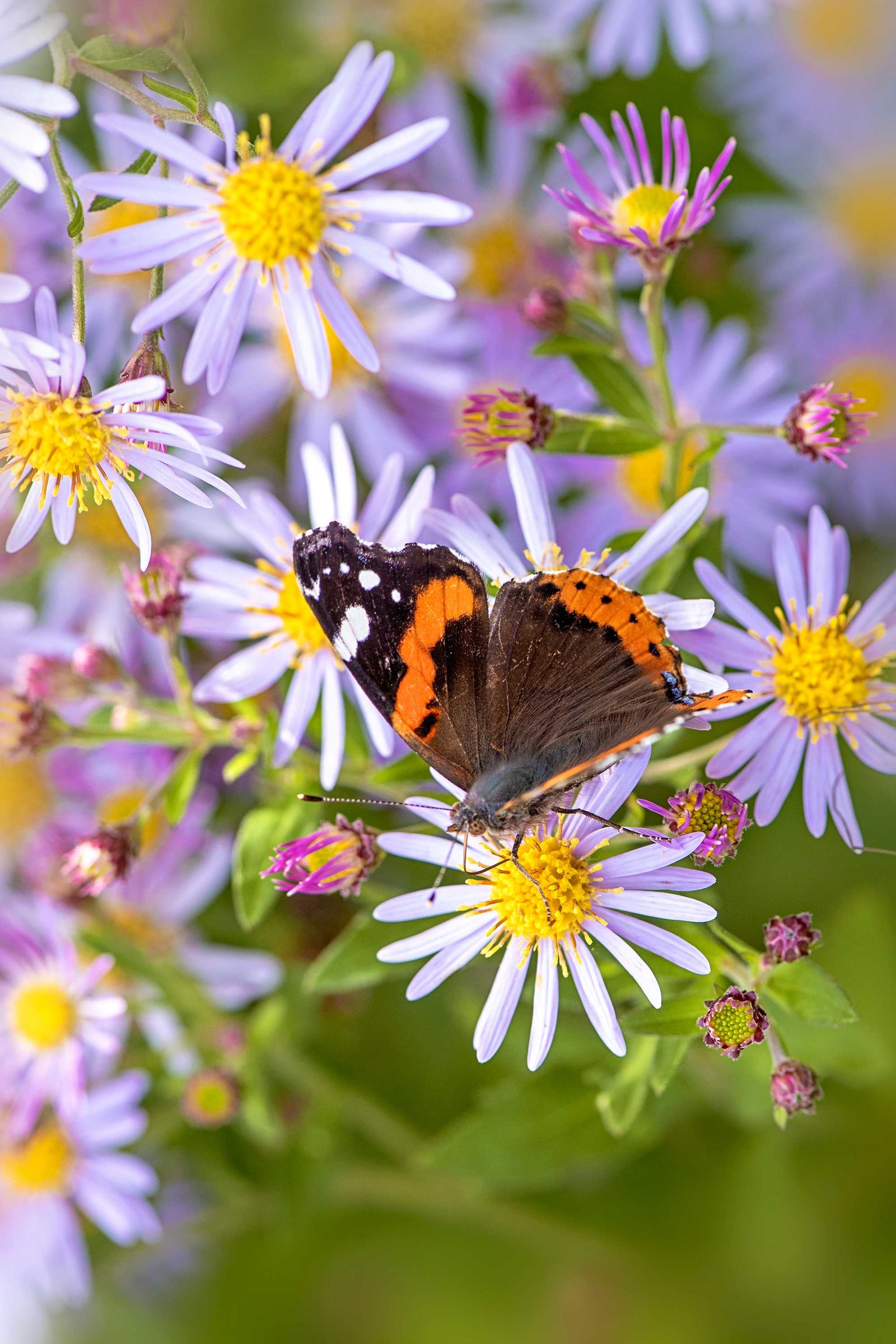 How to grow a butterfly garden: welcome these pretty pollinators to ...