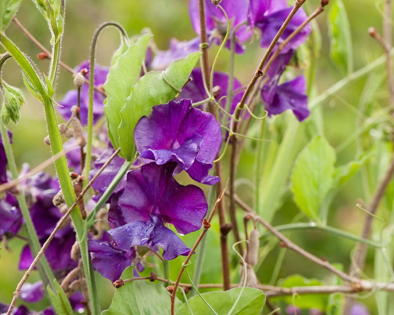Sweet pea varieties: 16 blooms for summertime scent | Gardeningetc