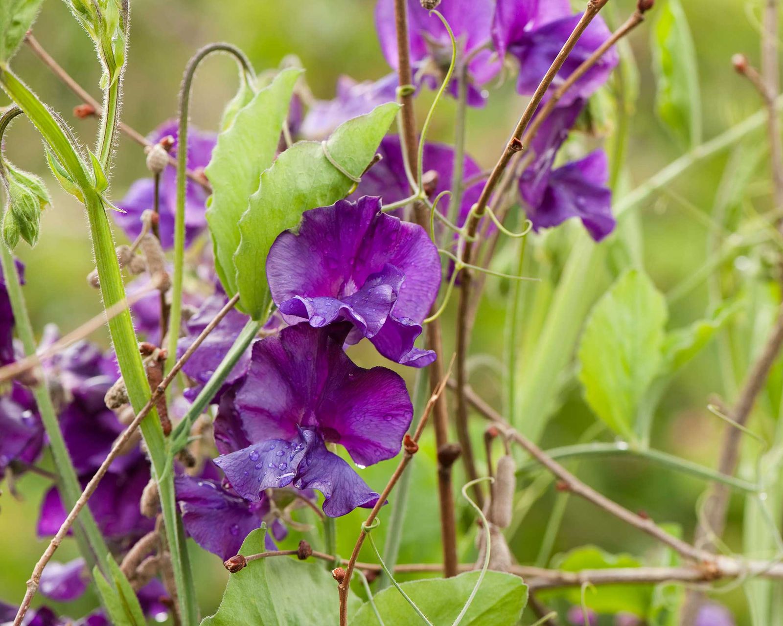 Sweet pea varieties: 16 blooms for summertime scent | Gardeningetc