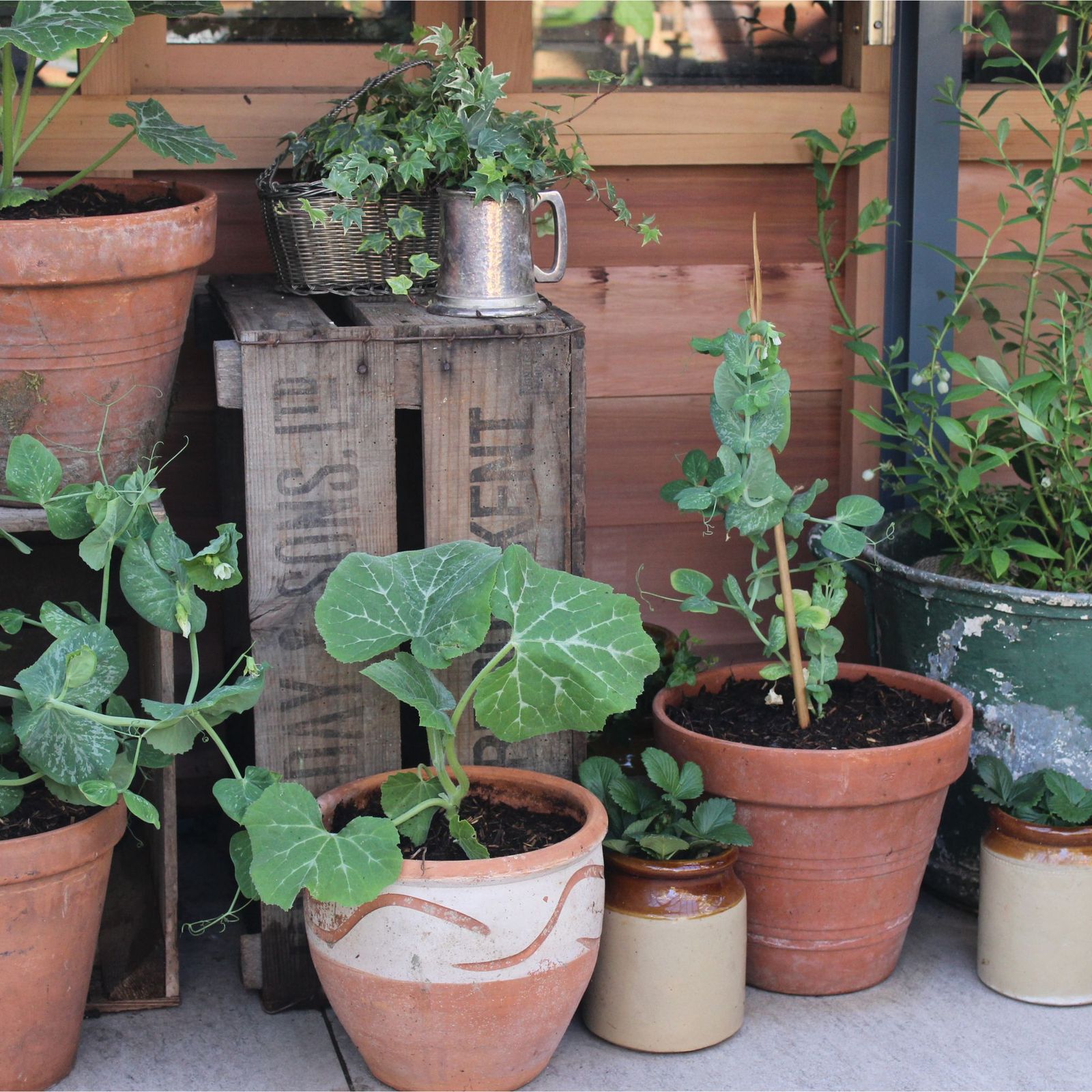 Where can I buy cheap terracotta pots? The best stockists | Ideal Home