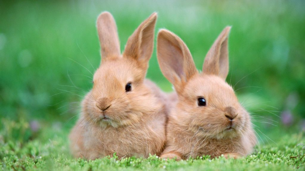 32 things only rabbit owners can relate to | PetsRadar