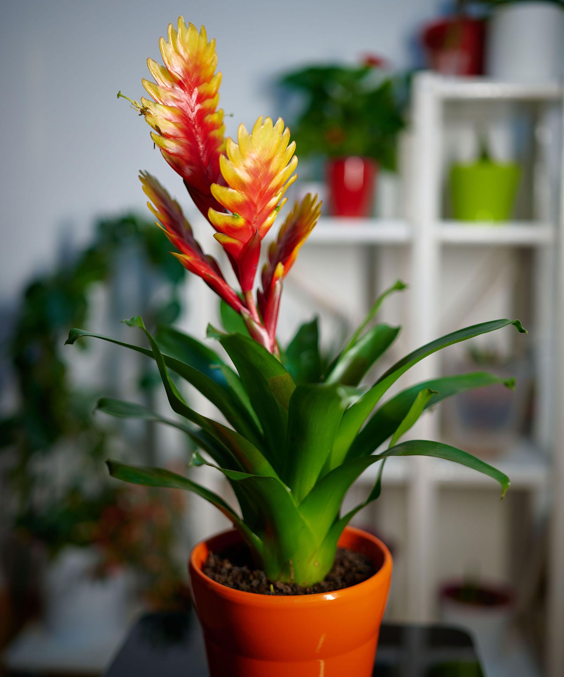 How to care for bromeliads after flowering | Homes and Gardens