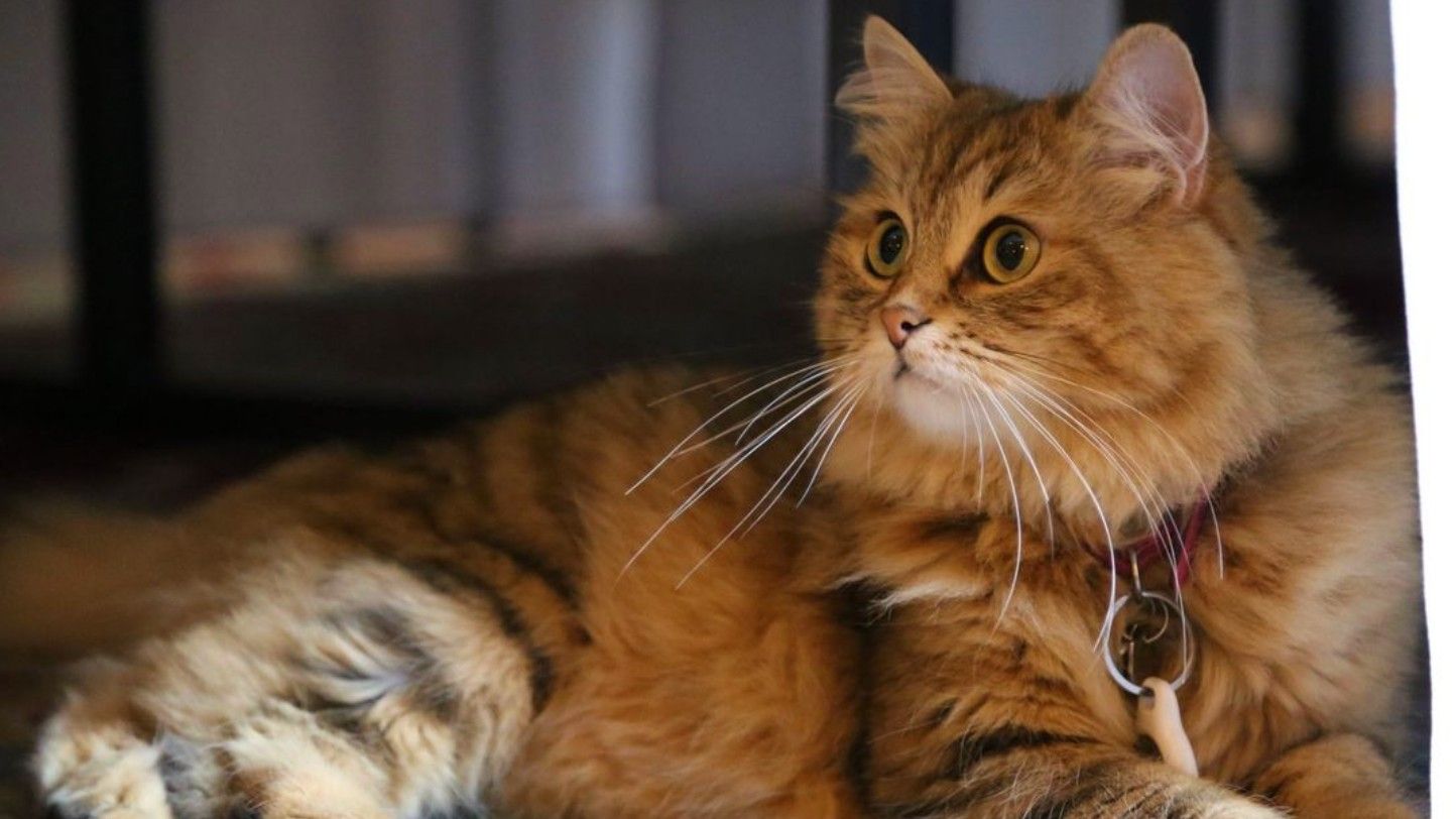 Adorable cat named after the Queen living the high life at swanky ...