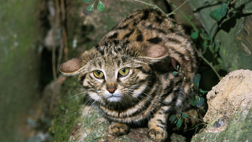 Land Mammals News - all the latest about Land Mammals | Live Science