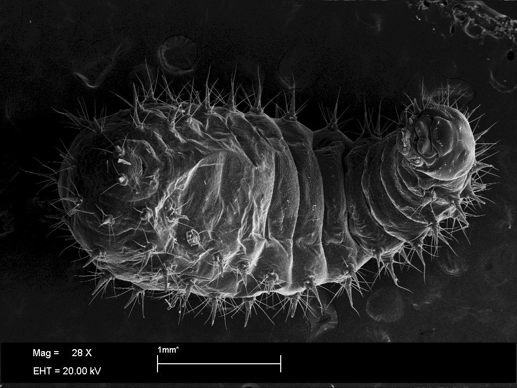 In Photos: Trap-Jaw Ant Babies Grow Up | Live Science