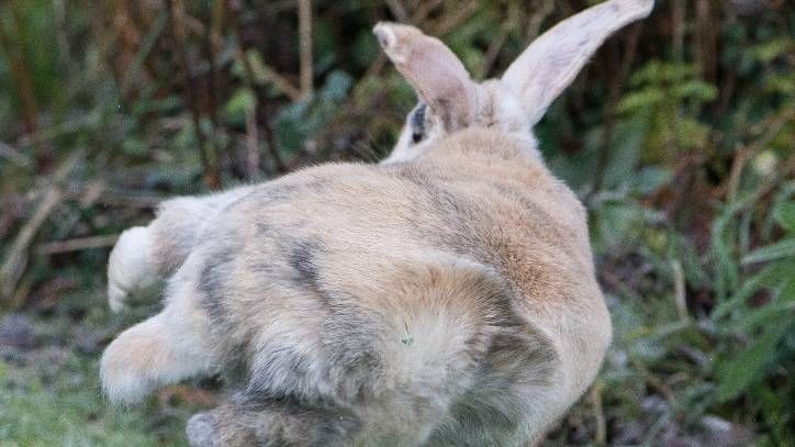 Bunny binkies: Why rabbits binky and how to encourage it | PetsRadar
