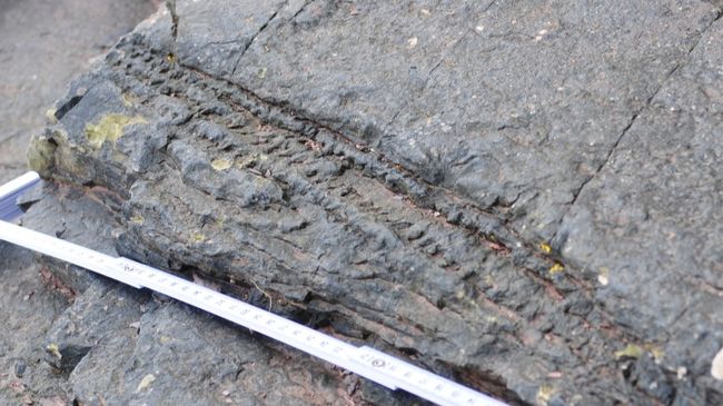 390 million-year-old fossilized forest is the oldest ever discovered ...