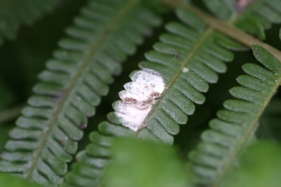 In Images: Spiders Camouflage Themselves as Bird Poop | Live Science