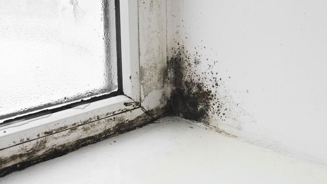 10 types of mould you might find in your home | Homebuilding