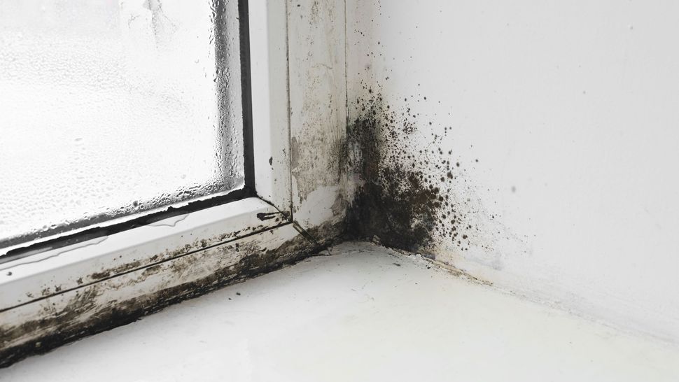How to prevent and remove mould on windows | Homebuilding