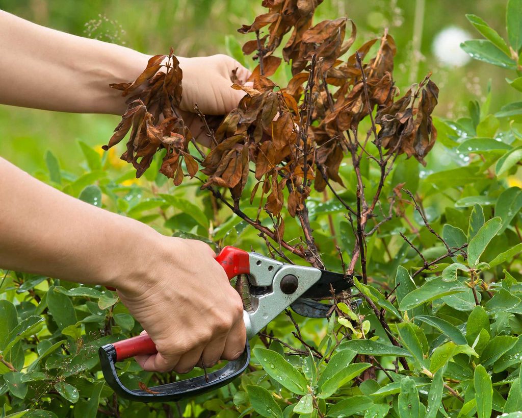 Pruning honeysuckle: simple tips for tidying up these plants | Gardeningetc