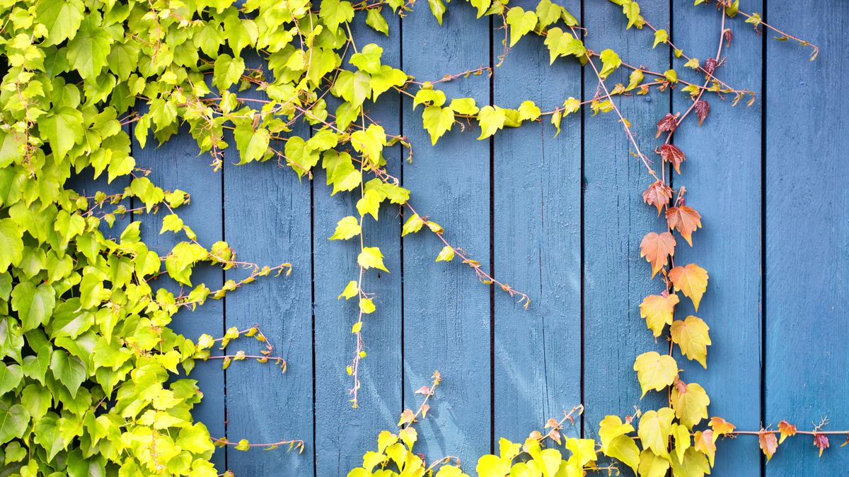 How to get rid of ivy on a fence: 3 simple steps | Homes and Gardens