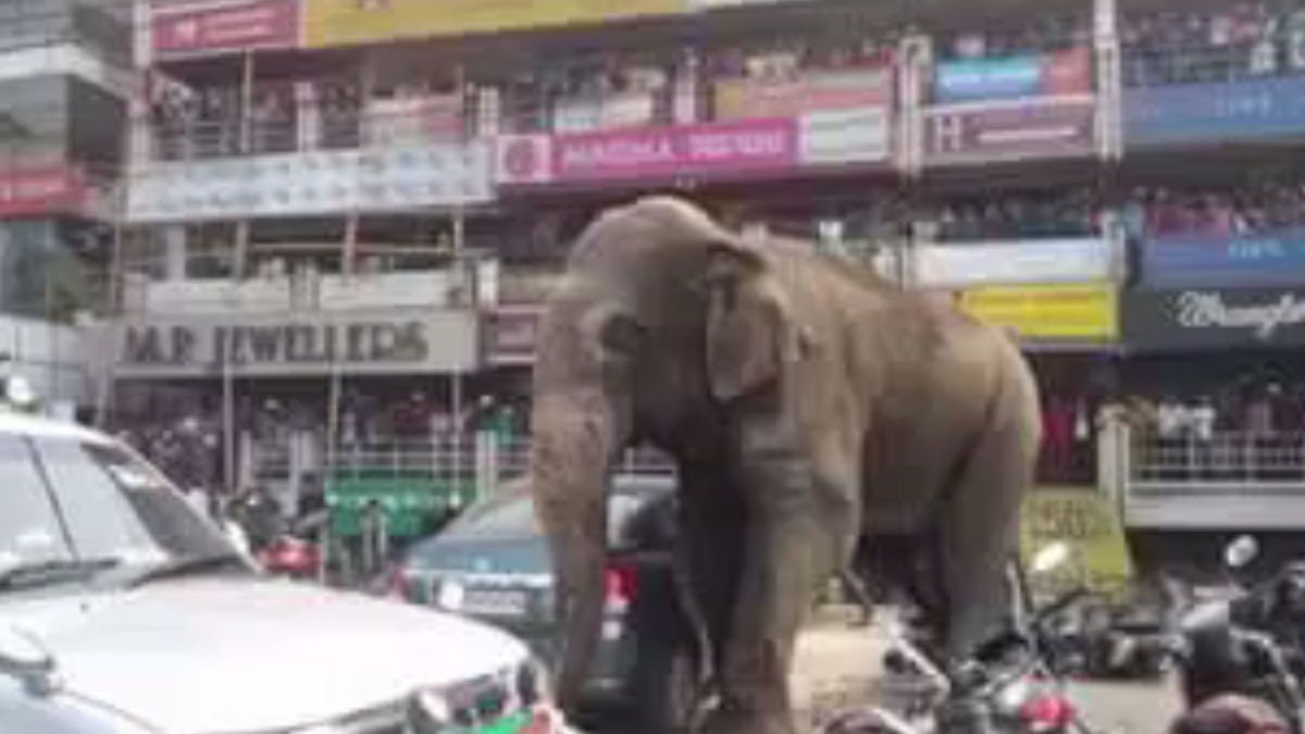 Wild elephant rampages through Indian town – video | The Week