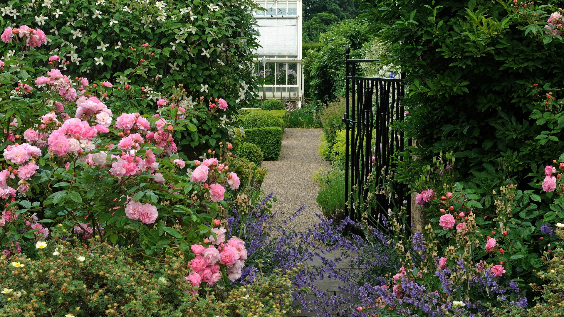 How to deadhead roses - the trick to keep your roses blooming | Ideal Home