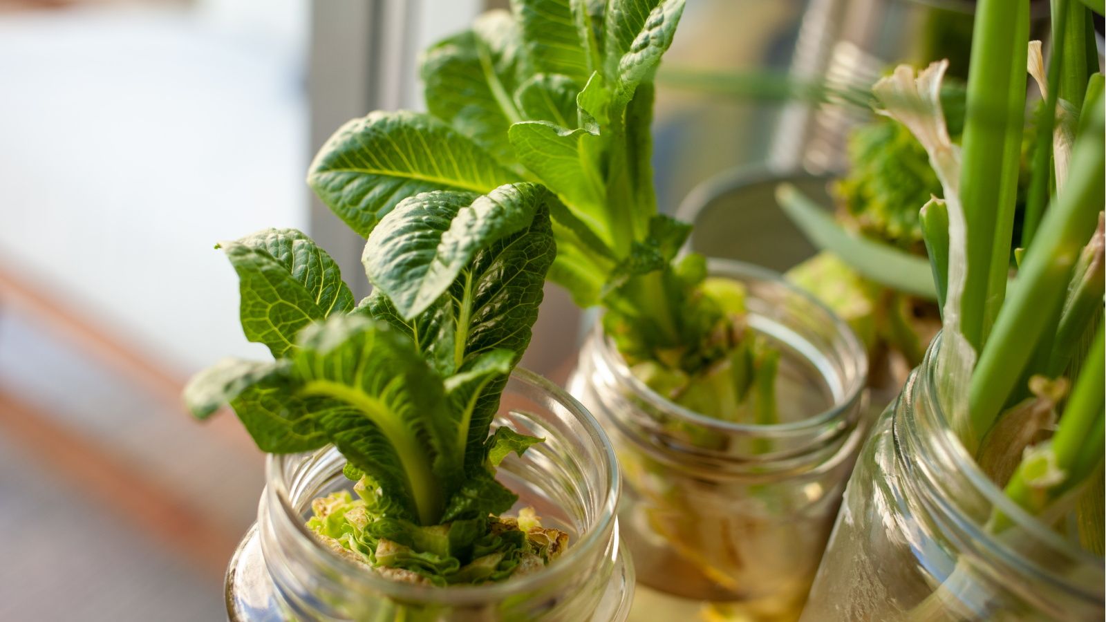 DIY hydroponic garden ideas: 5 easy and affordable set-ups | Homes and ...