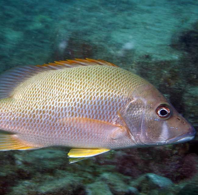 Articles by: Greg Soltis | Live Science