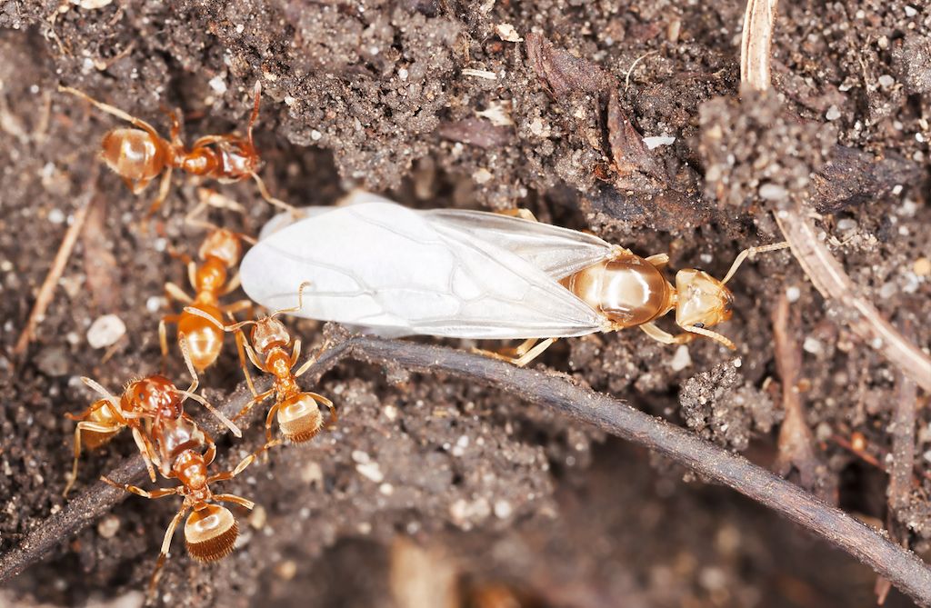 Ants: From the Cool to the Creepy | Live Science