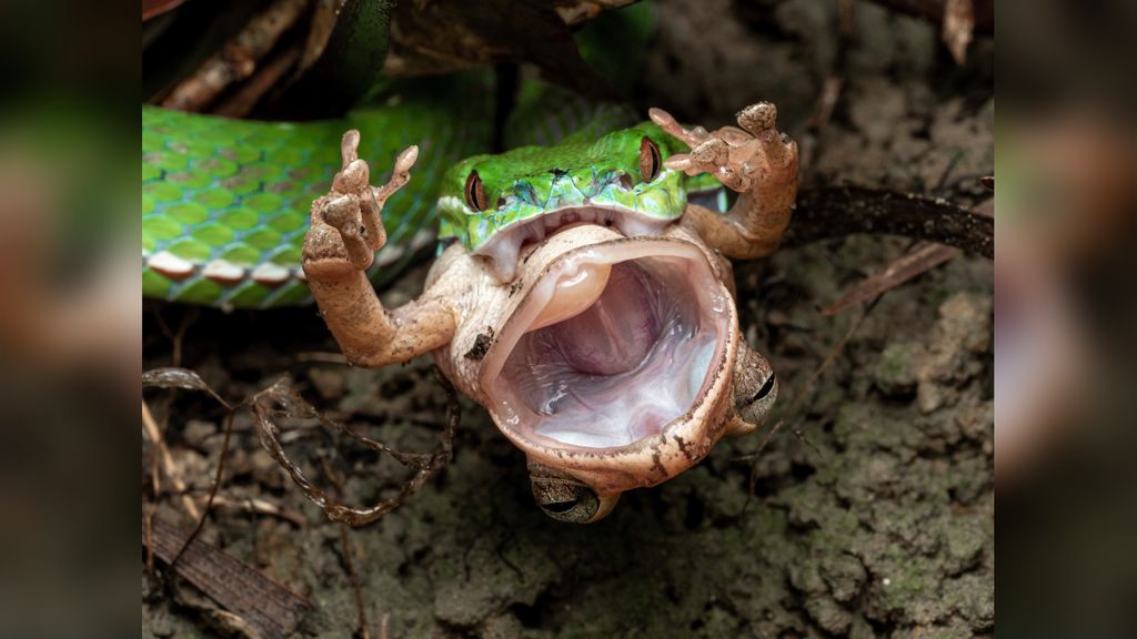 Venomous pit viper devouring a frog as it takes its final breath ...