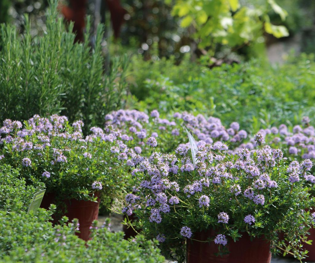 Herbs to divide in October - 7 plants to split this month | Homes and ...