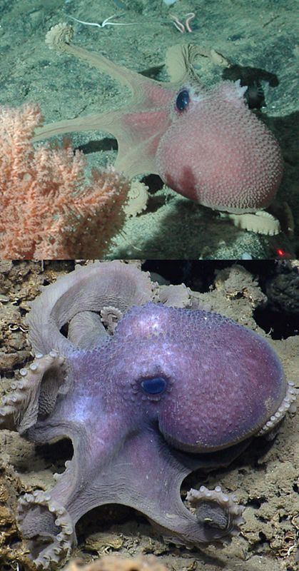 Warts and All: Octopus' Skin Bumps Divide Species | Live Science