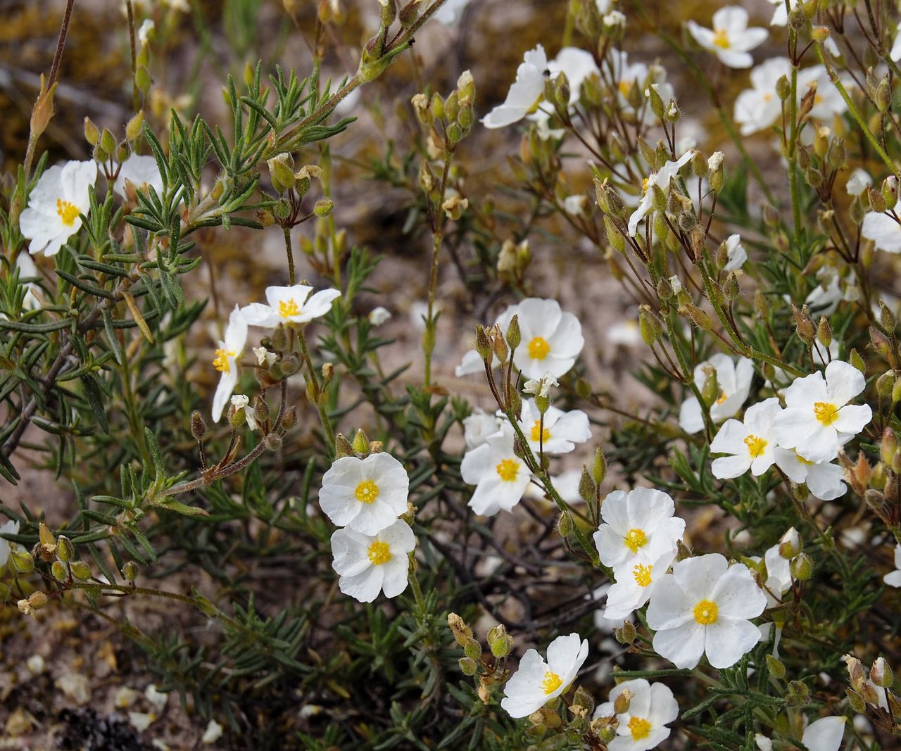 6 full sun ground cover plants: for sunny and dry yards | Homes and Gardens