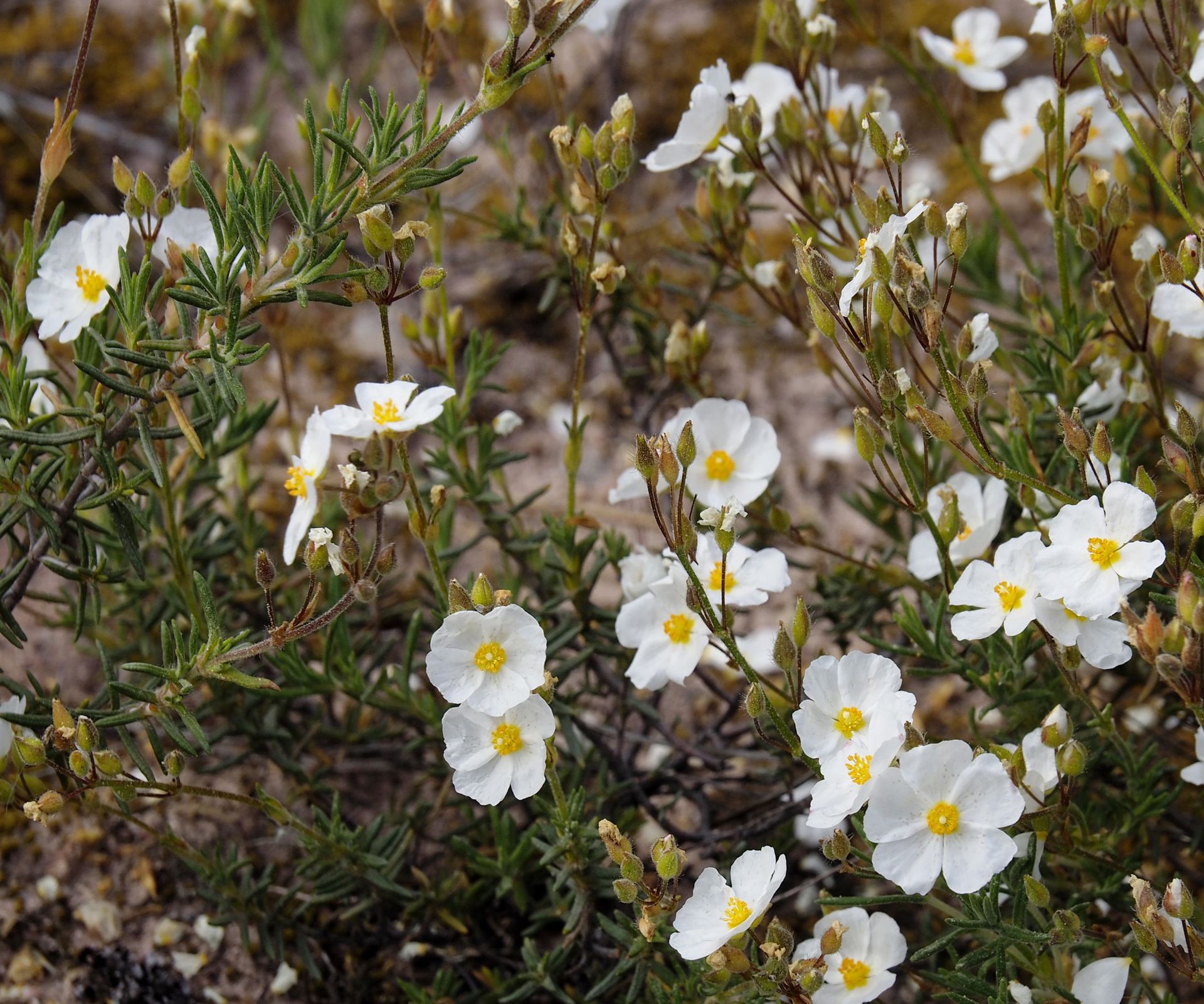 6 full sun ground cover plants: for sunny and dry yards | Homes and Gardens