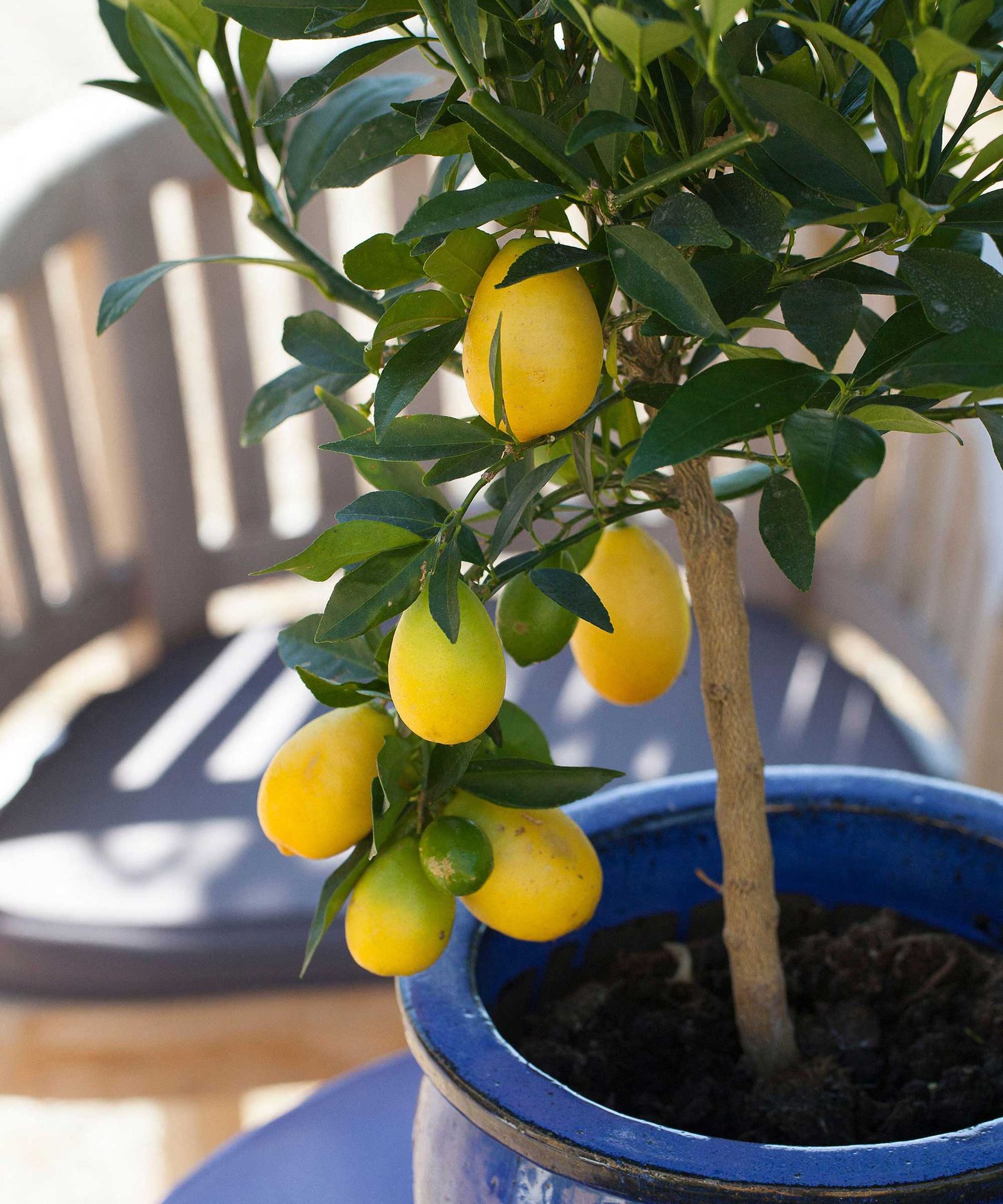 10 best trees to grow in pots — for patios and porches | Real Homes