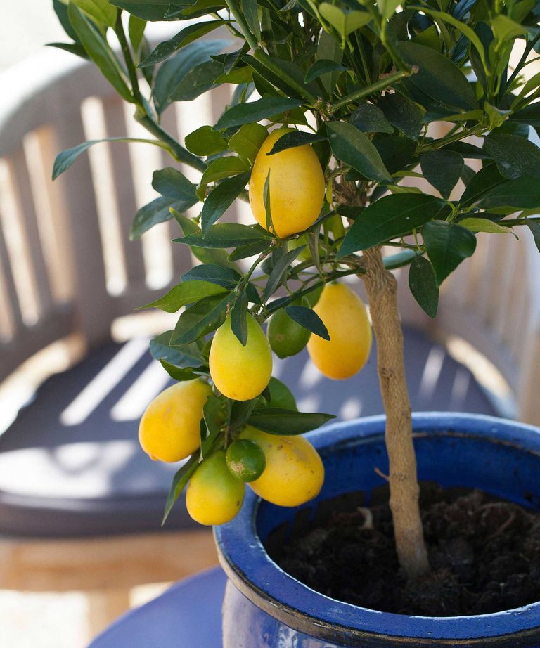 10 best trees to grow in pots — for patios and porches | Real Homes