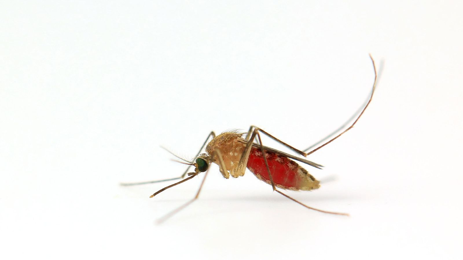 How to get rid of mosquitoes in the kitchen | Homes and Gardens