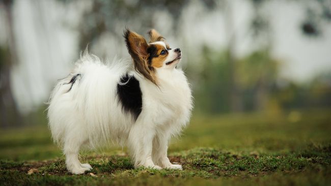 32 toy dog breeds | PetsRadar