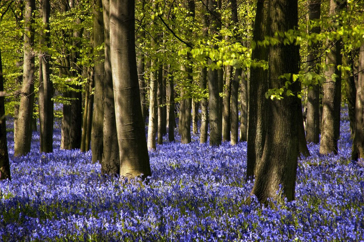 Which National Trust places are open and how can I visit? | Woman & Home